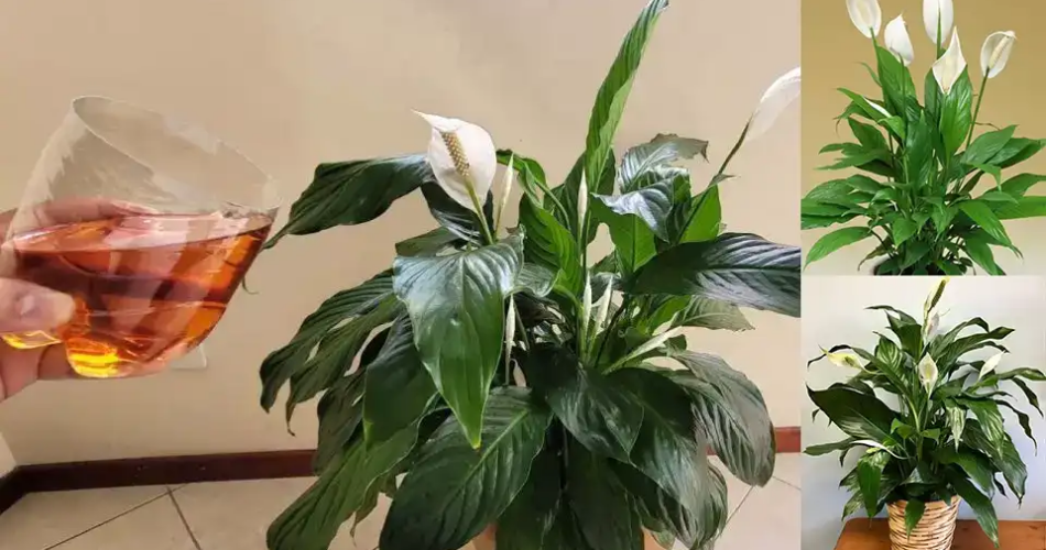 Lys De La Paix Ce Liquide Vaut De Lor Il Fera Fleurir De Nombreuses