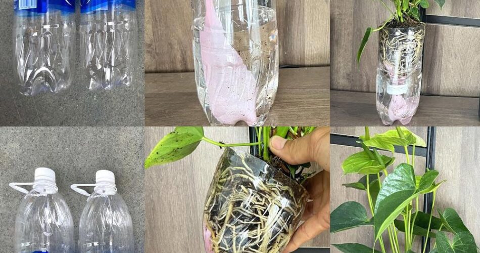 Transformer des bouteilles en plastique en pots de fleurs sans arrosage ... Transformer des bouteilles en plastique en pots de fleurs sans arrosage ...